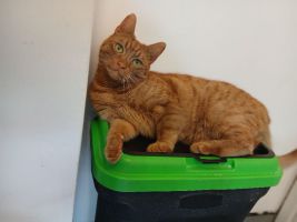 Westgate Ark Cat Homing Centre - Ark Stories