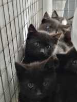 Westgate Ark Cat Homing Centre - Ark Stories