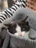 Westgate Ark Cat Homing Centre - Ark Stories