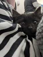 Westgate Ark Cat Homing Centre - Ark Stories