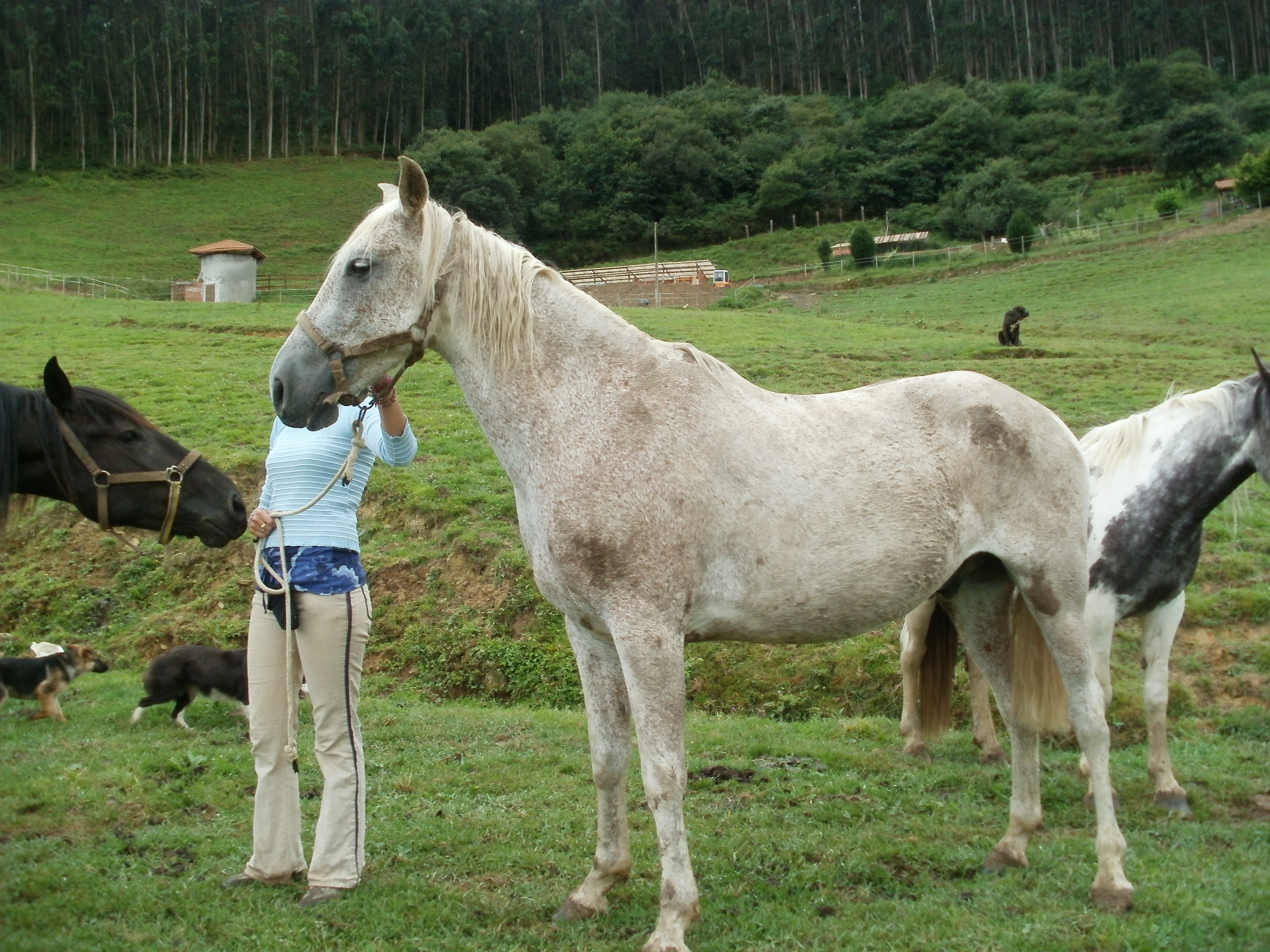 Centro ecuestre Los Caballucos: Nuestros caballos a tu entera disposición